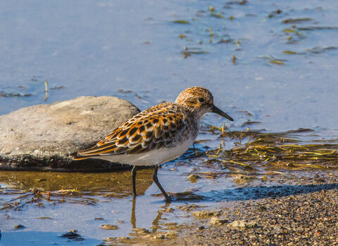 Little stint | The Wildlife Trusts