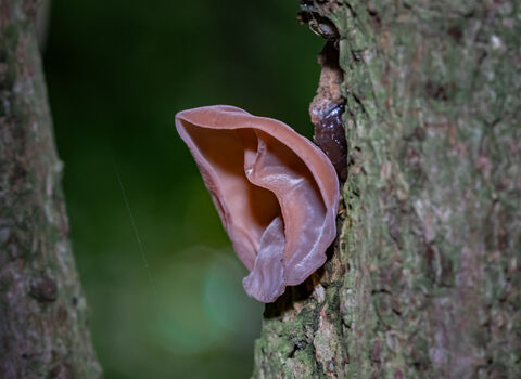 Jelly ear | The Wildlife Trusts