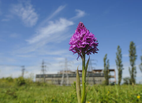 Biodiversity Benchmark | The Wildlife Trusts