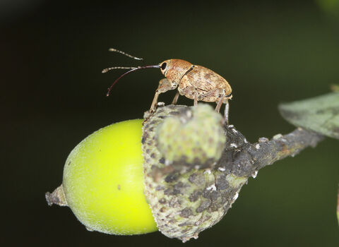Acorn weevil | The Wildlife Trusts