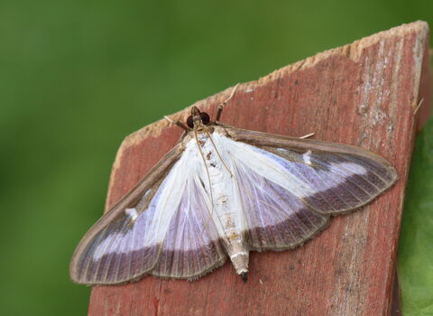 Box tree moth | The Wildlife Trusts