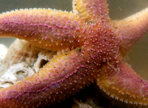 Common starfish | The Wildlife Trusts