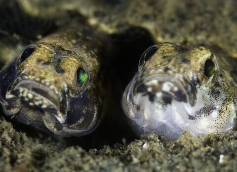 Painted goby | The Wildlife Trusts