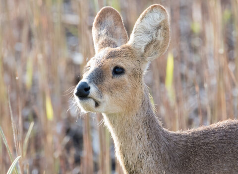 Chinese water deer | The Wildlife Trusts