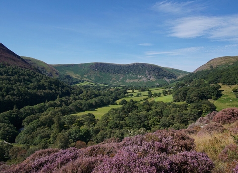 Rhôs Pasture Restoration Project in Radnorshire | The Wildlife Trusts