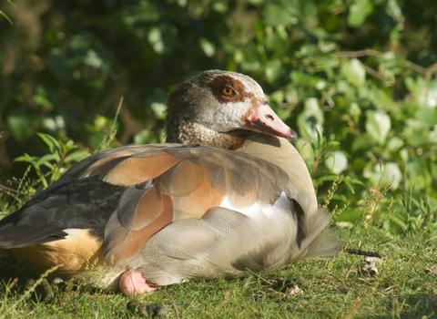 Egyptian goose | The Wildlife Trusts