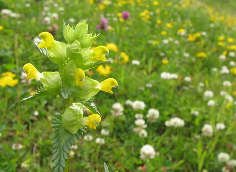 Yellow-rattle | The Wildlife Trusts