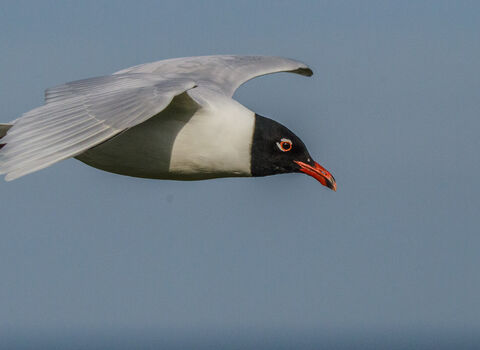 Mediterranean gull | The Wildlife Trusts