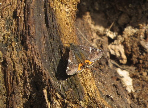 Orange underwing | The Wildlife Trusts