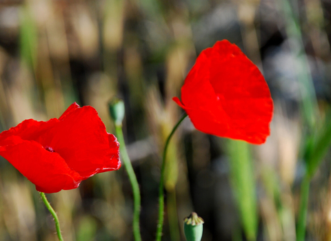 Common poppy | The Wildlife Trusts