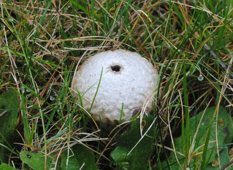 Common puffball | The Wildlife Trusts