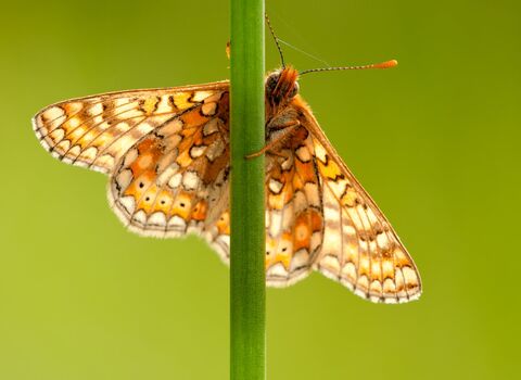 Marsh fritillary | The Wildlife Trusts