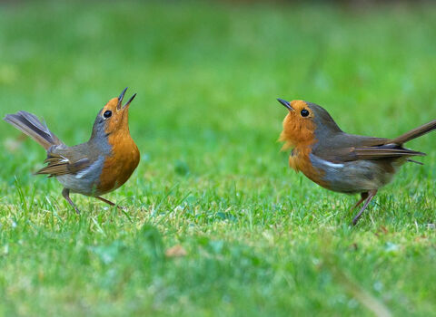 Views of nature from windows | The Wildlife Trusts