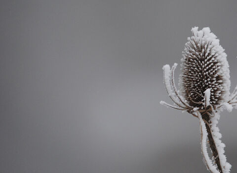 Teasel | The Wildlife Trusts