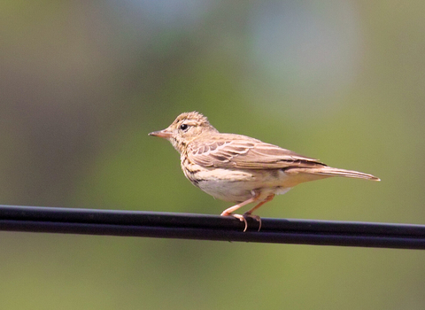 Tree pipit | The Wildlife Trusts