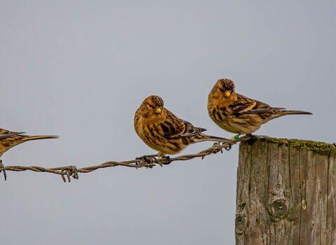 Twite | The Wildlife Trusts