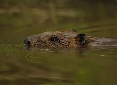 Countryfile’s Wild Britain | The Wildlife Trusts